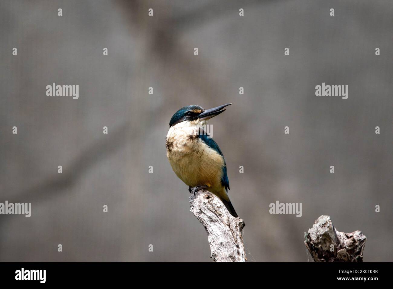 A sacred kingfisher (Todiramphus sanctus) on a branch Stock Photo - Alamy