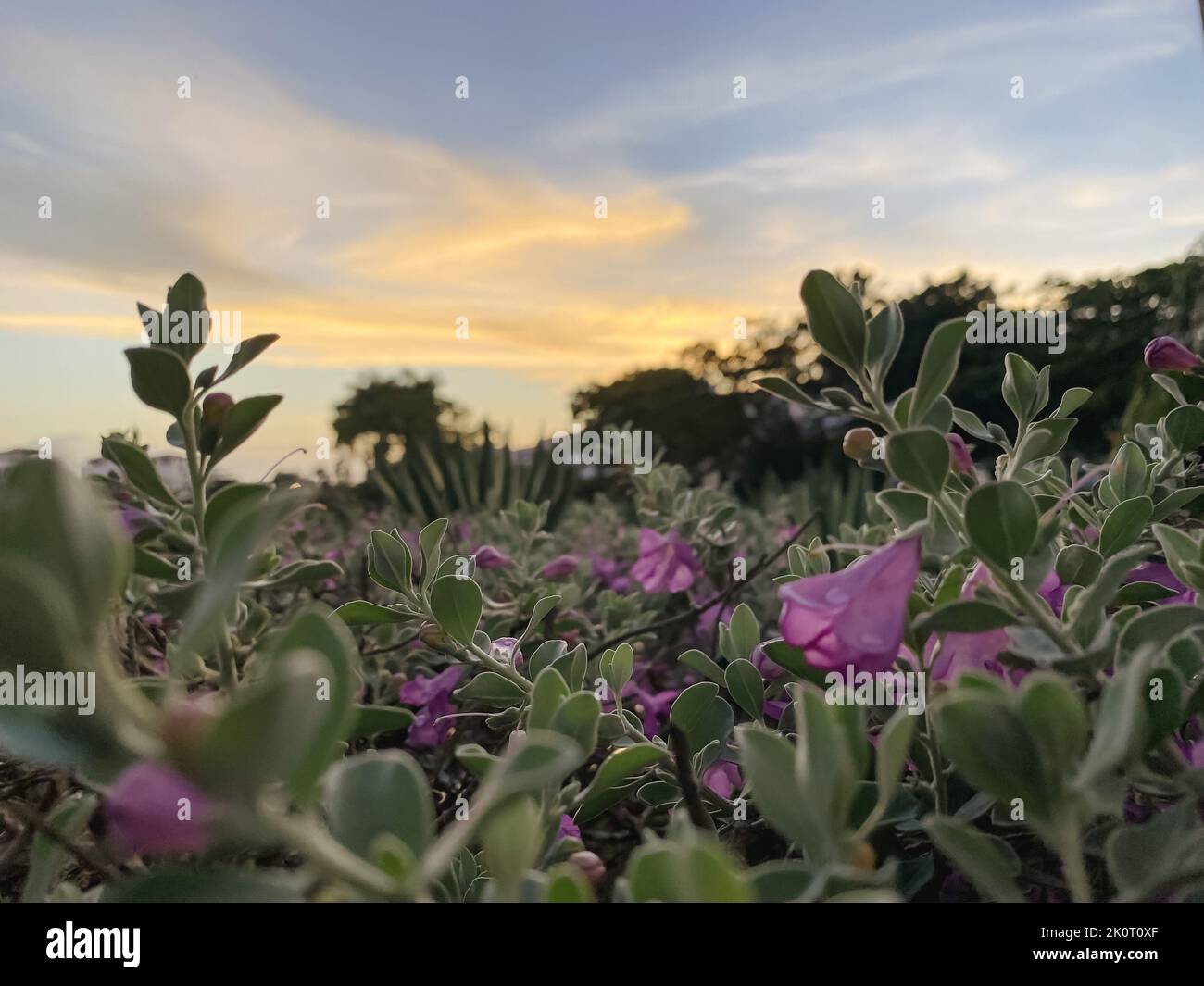 Flores de colombia hi-res stock photography and images - Alamy