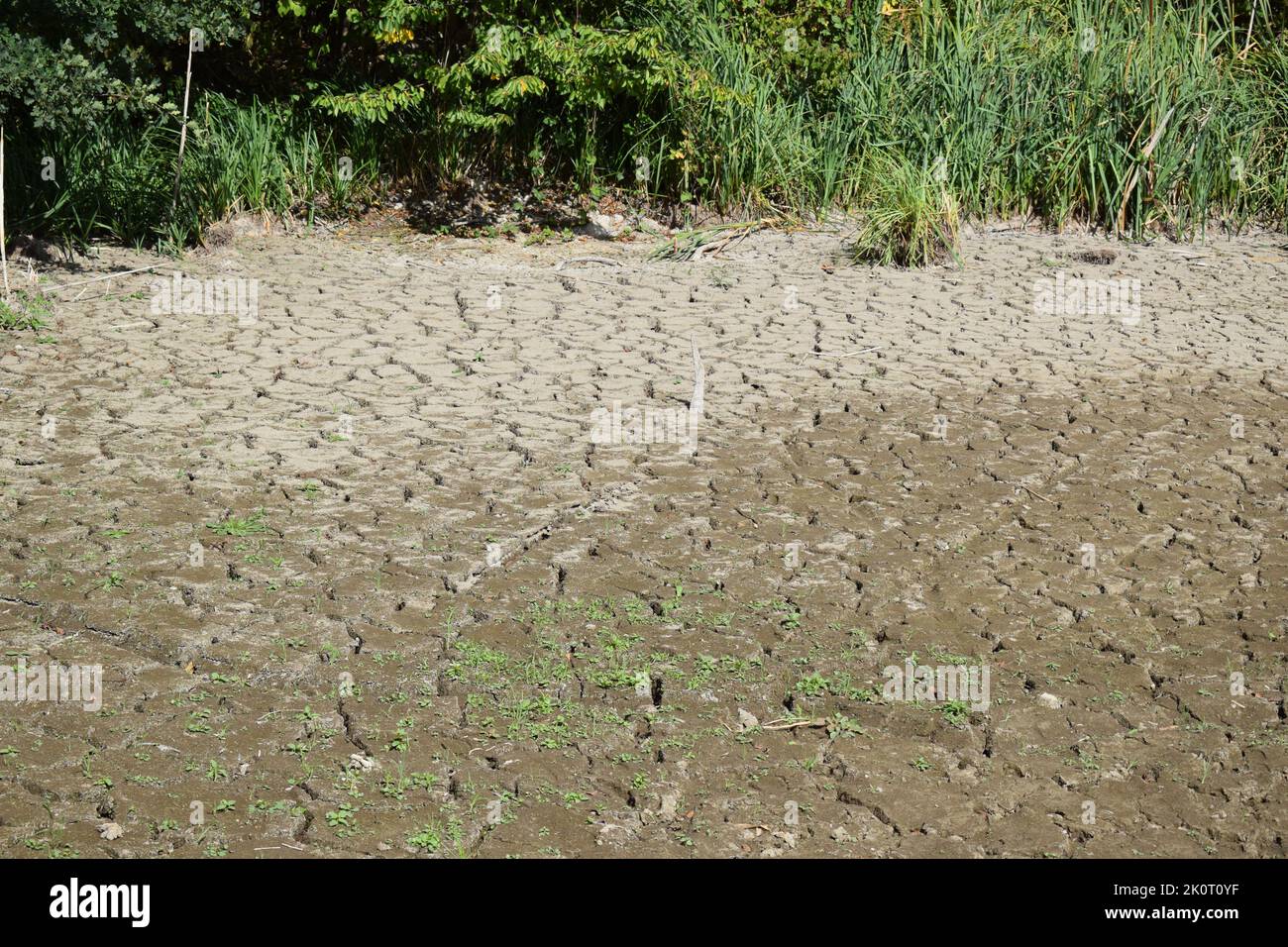 dry swamp lake during the drought 2022 Stock Photo - Alamy