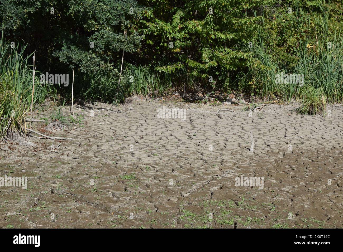 dry swamp lake during the drought 2022 Stock Photo - Alamy