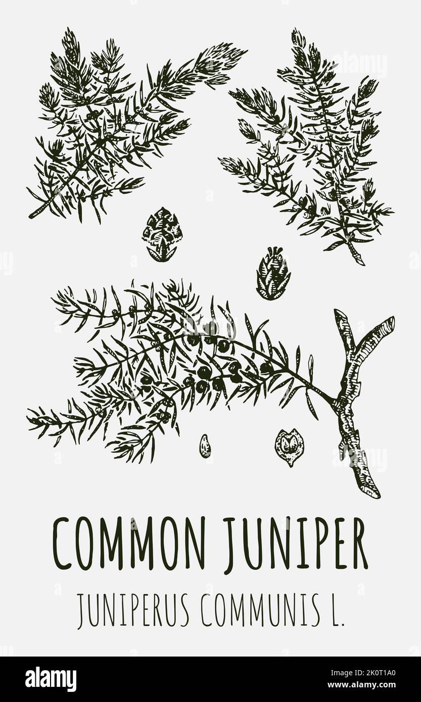 Vector drawings juniper. Hand drawn illustration. Latin name JUNIPERUS ...