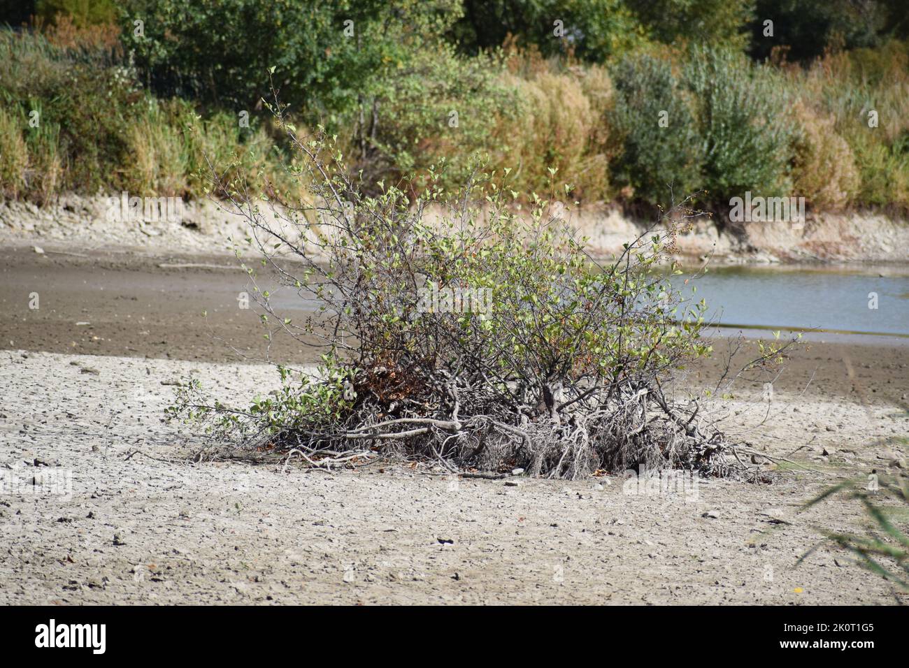 dry swamp lake during the drought 2022 Stock Photo - Alamy