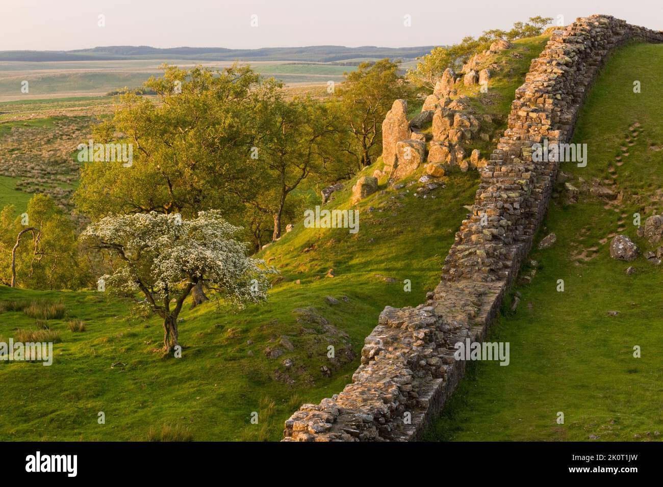 A flowering hawthorn tree and Hadrian's Wall in warm evening light at ...