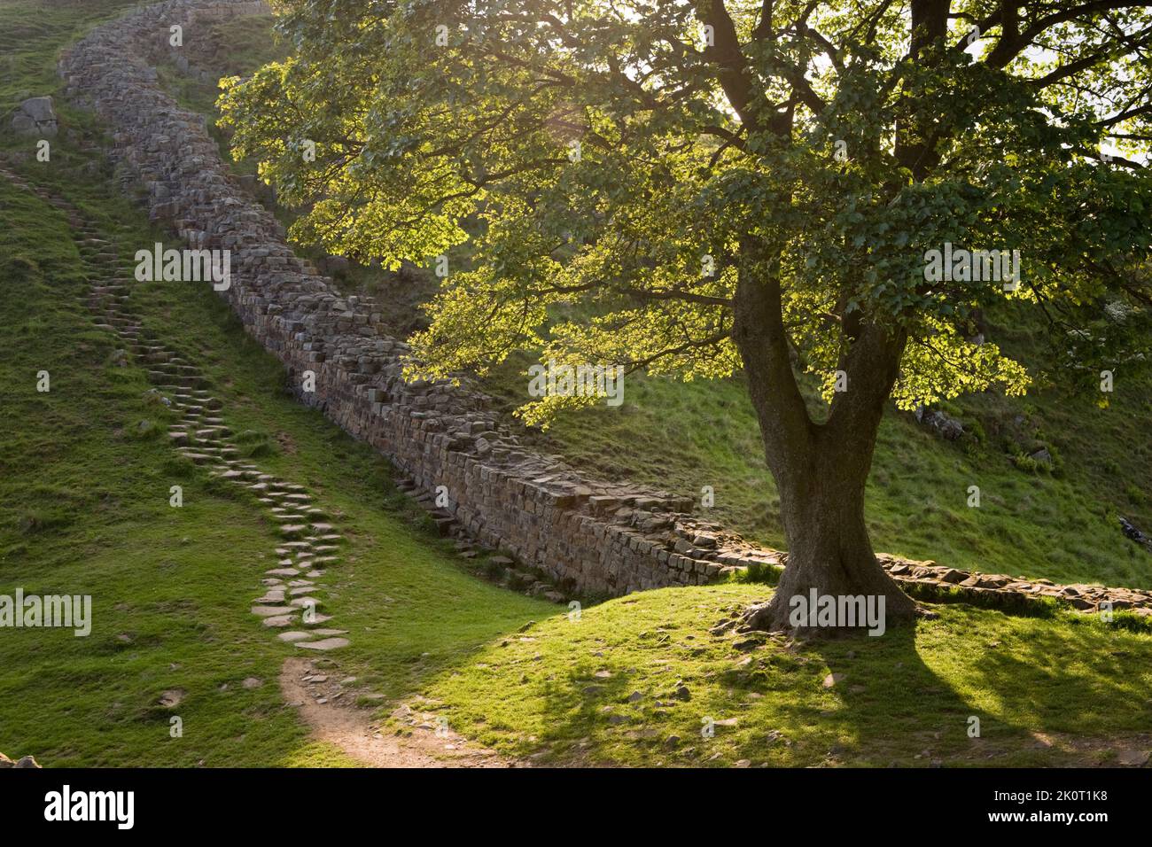 Hadrian's Wall at Sycamore Gap, an iconic lone tree on Hadrian's Wall ...