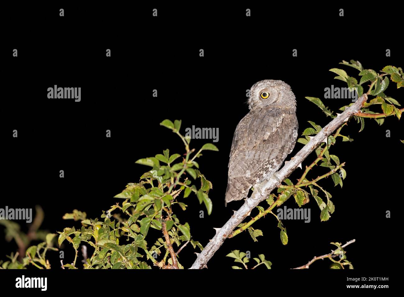 The Eurasian scops owl (Otus scops Stock Photo - Alamy