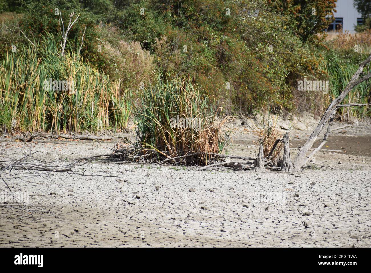dry swamp lake during the drought 2022 Stock Photo - Alamy