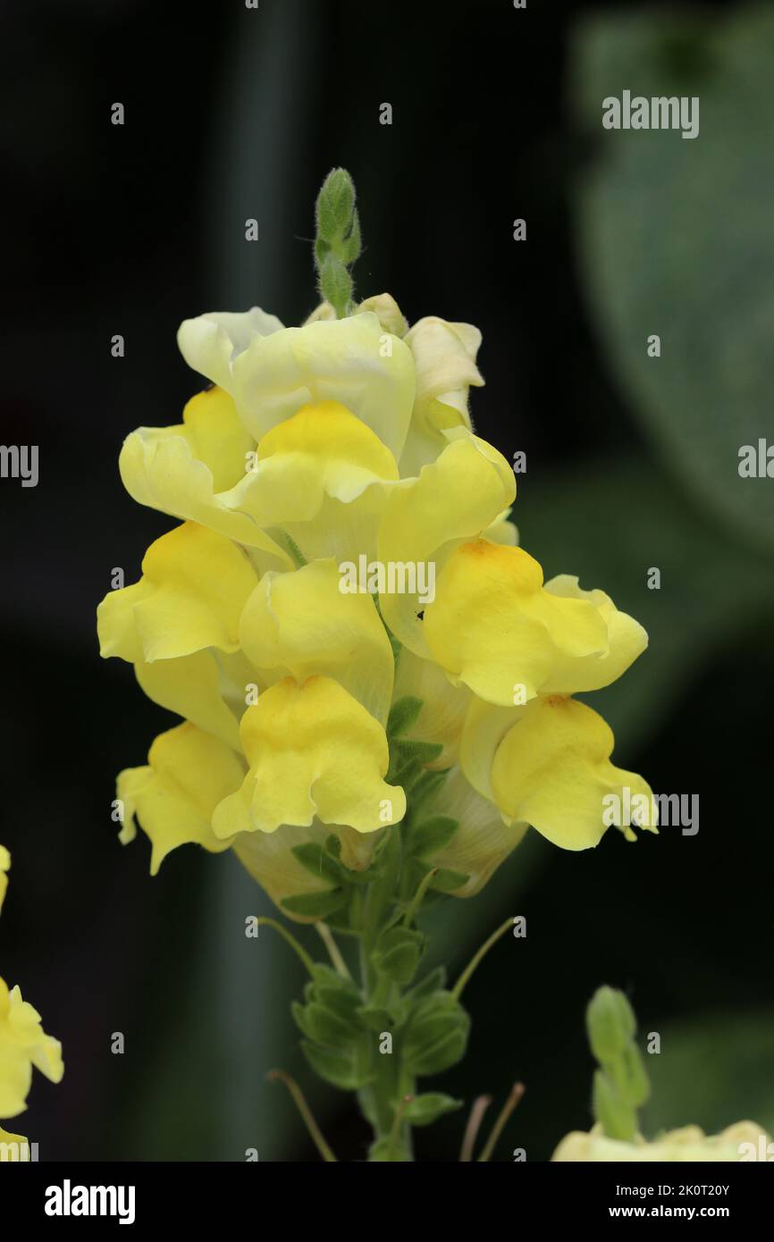 Flowering spike of yellow snapdragon, Antirrhinum species, flowers in ...