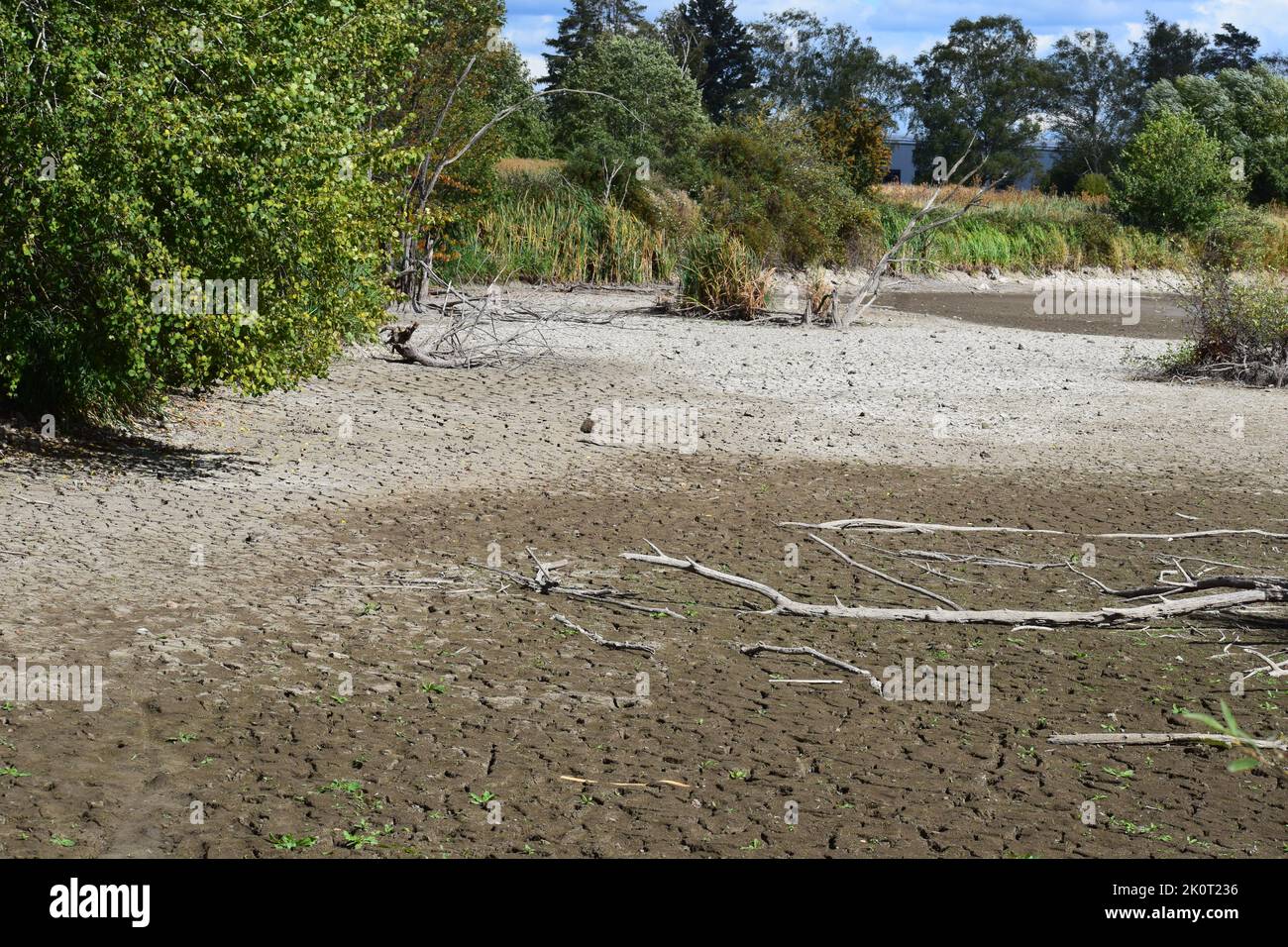 dry swamp lake during the drought 2022 Stock Photo - Alamy