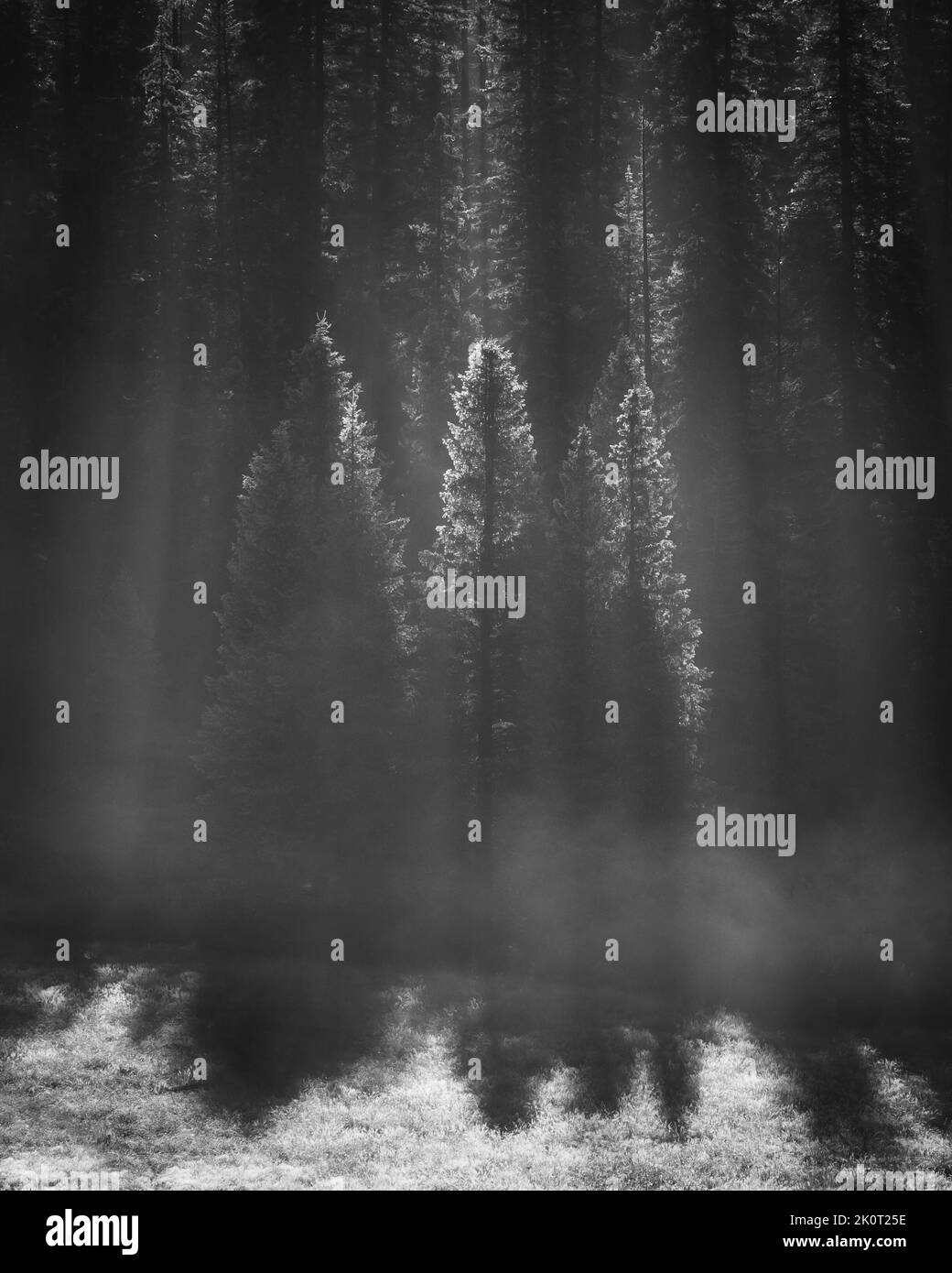 A vertical grayscale shot of pine trees surrounded by light mist in the ...