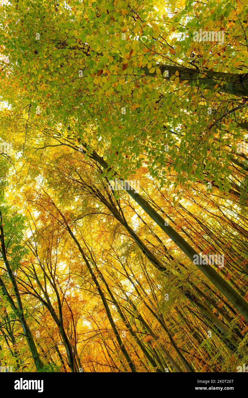 low view of nature of autumnal forest. forest nature in autumnal season ...