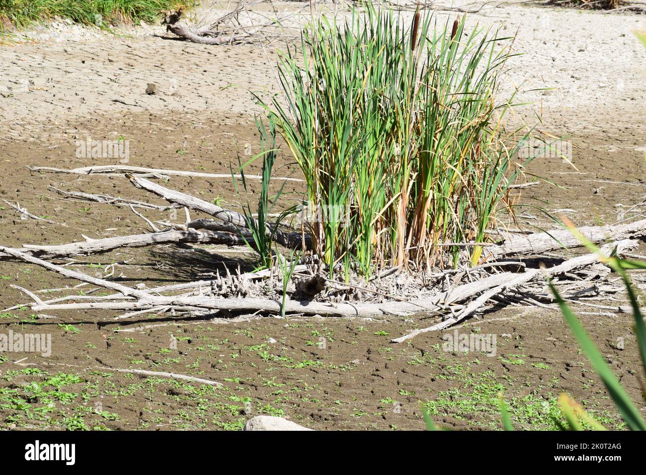 dry swamp lake during the drought 2022 Stock Photo - Alamy