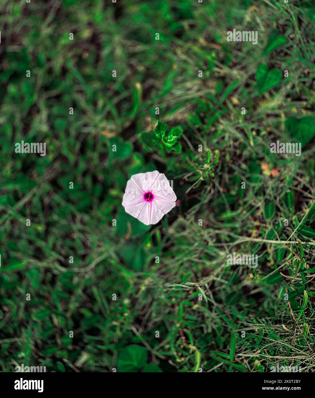 Pandurata hi-res stock photography and images - Alamy