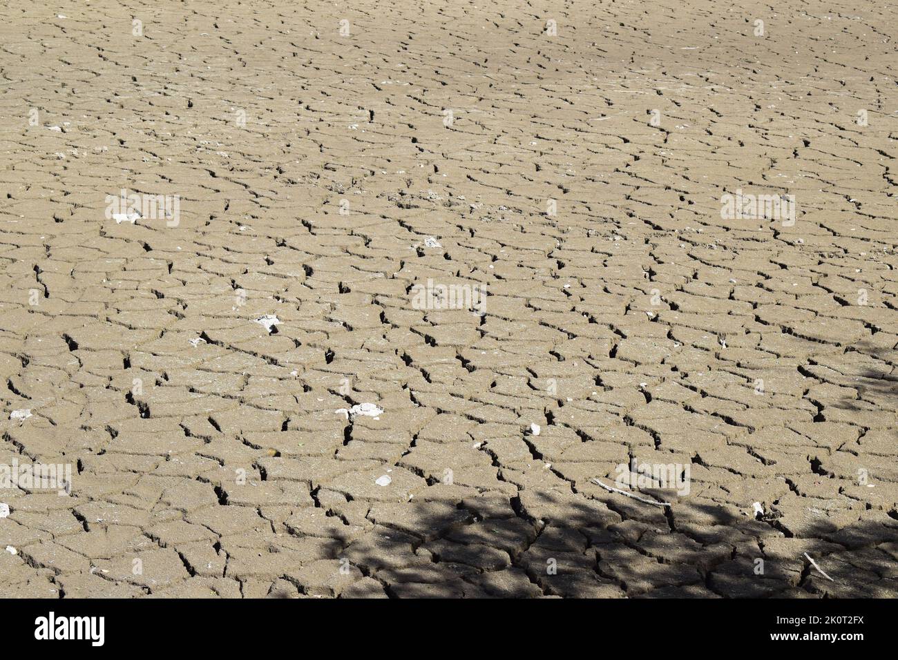 dry swamp lake during the drought 2022 Stock Photo - Alamy