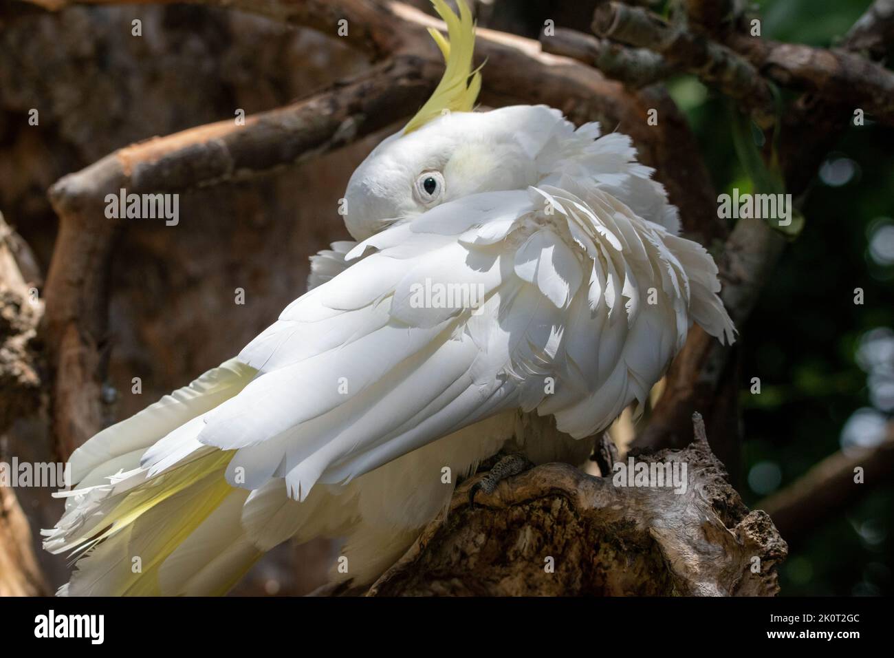A yellow-crested cockatoo (Cacatua sulphurea) on an old tree Stock ...