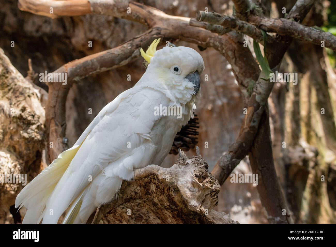 A yellow-crested cockatoo (Cacatua sulphurea) on an old tree Stock ...