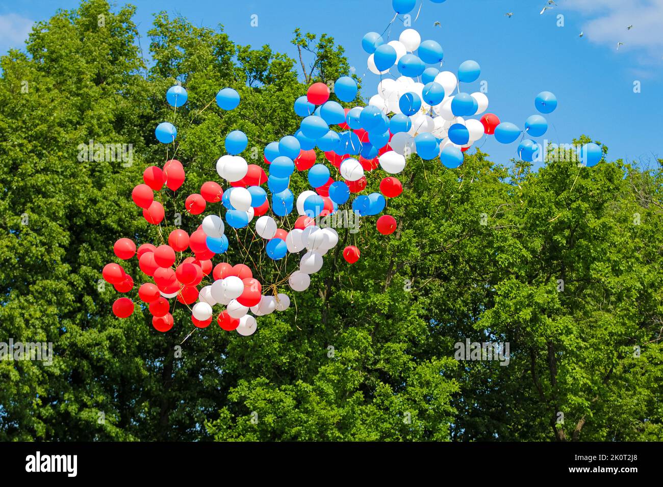 Bundles of colorful balloons soar into the sky above the forest Stock ...