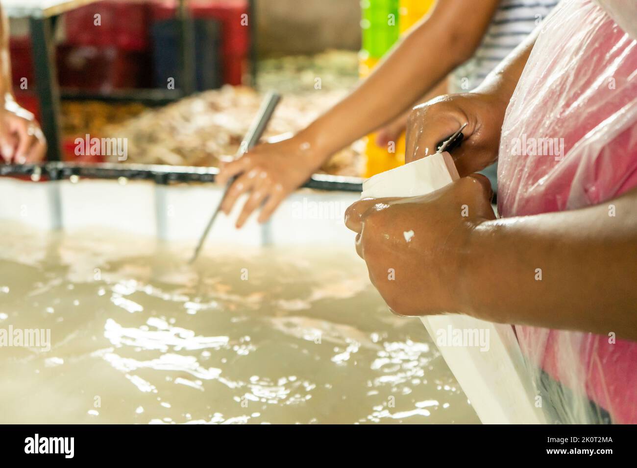 Nicaraguan women workers peeling cassava in an artisanal plant Stock ...