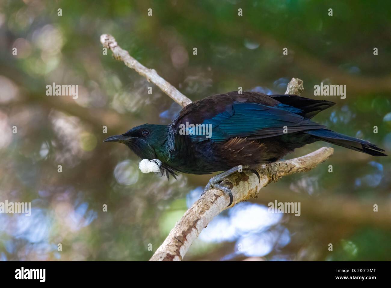 Tui bird on branch hi-res stock photography and images - Alamy