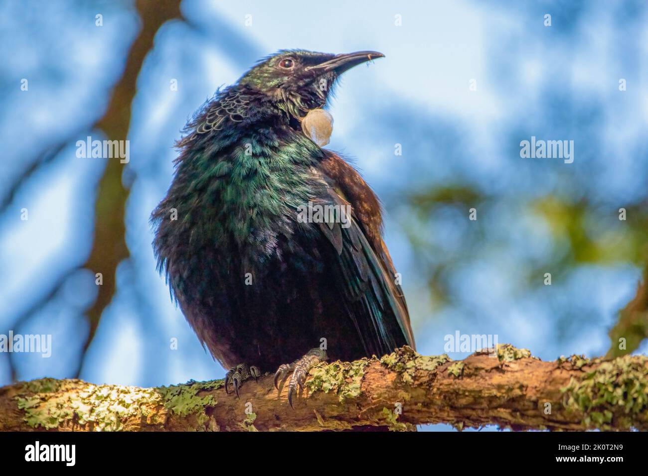 Tui bird on branch hi-res stock photography and images - Alamy