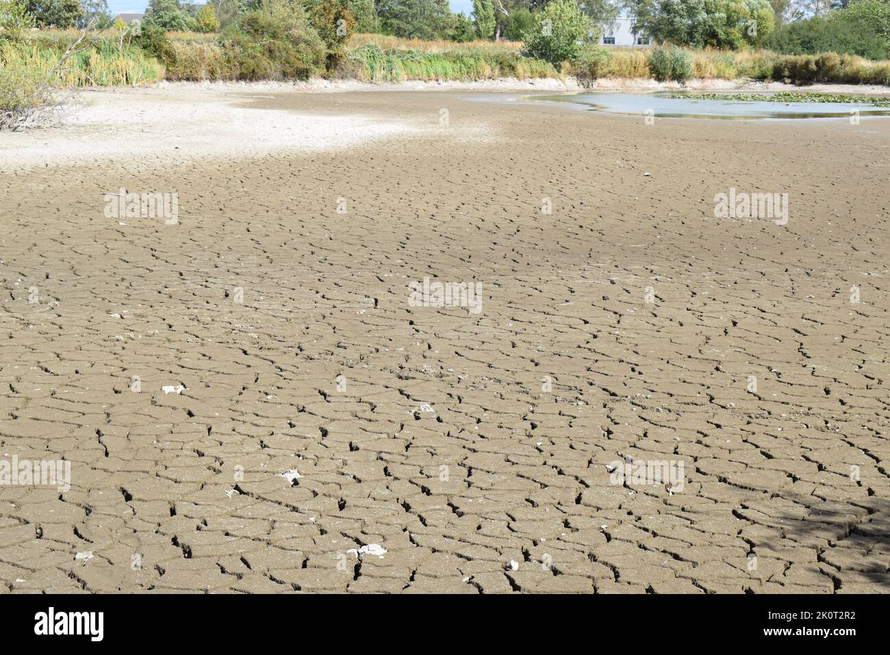dry swamp lake during the drought 2022 Stock Photo - Alamy