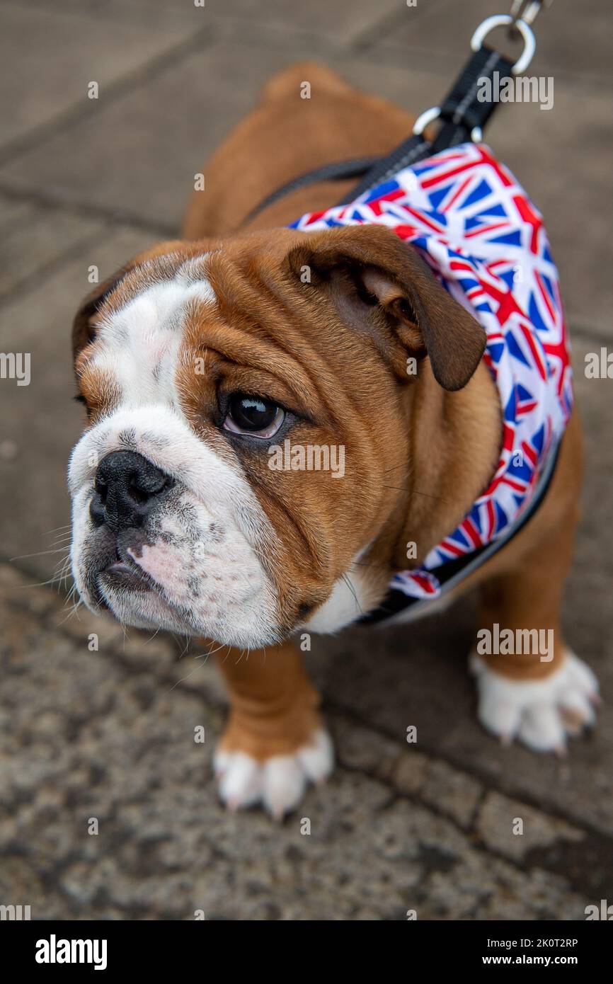 Windsor, Berkshire, UK. 13th September, 2022. Arthur an 11 week old ...