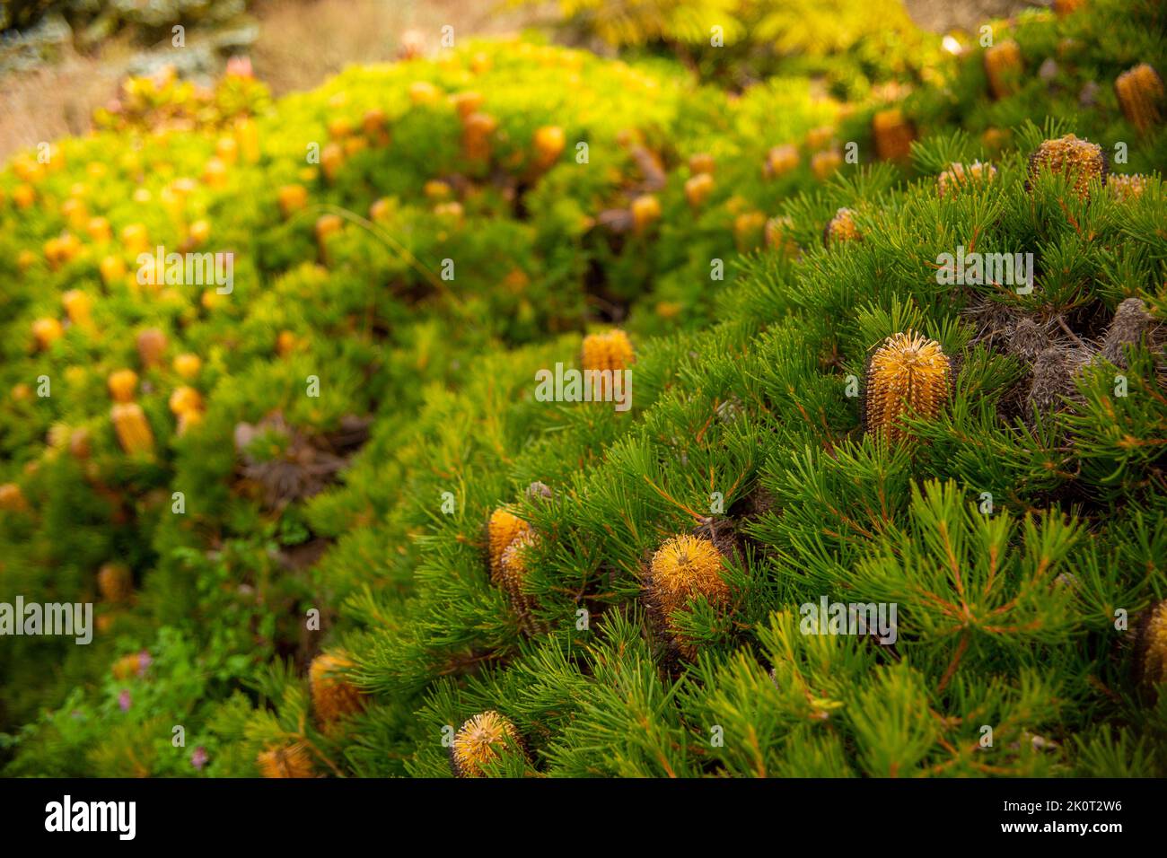 A closeup of beautiful Banksia spinulosa in a garden on a sunny day ...