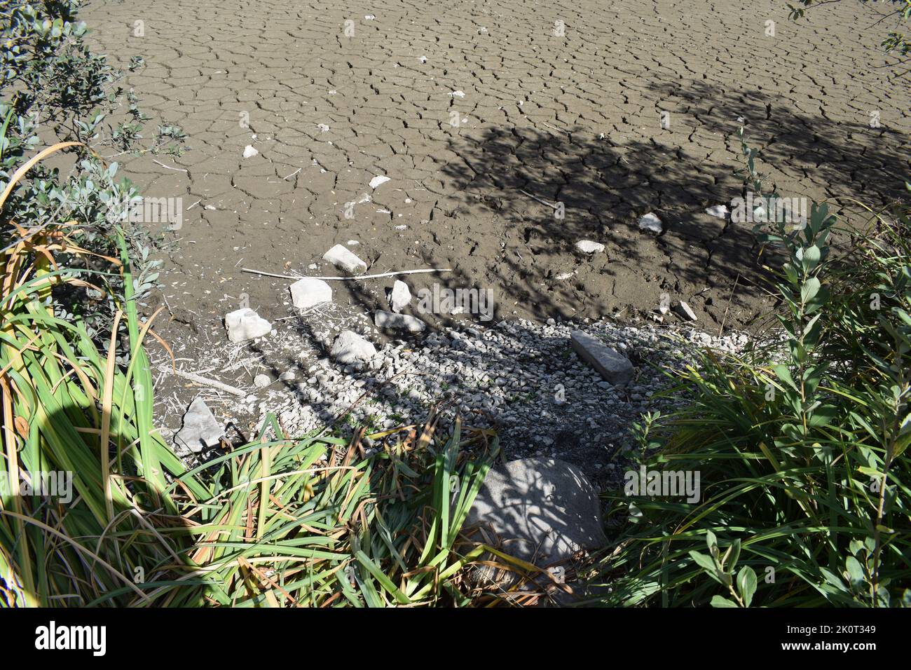 dry swamp lake during the drought 2022 Stock Photo - Alamy