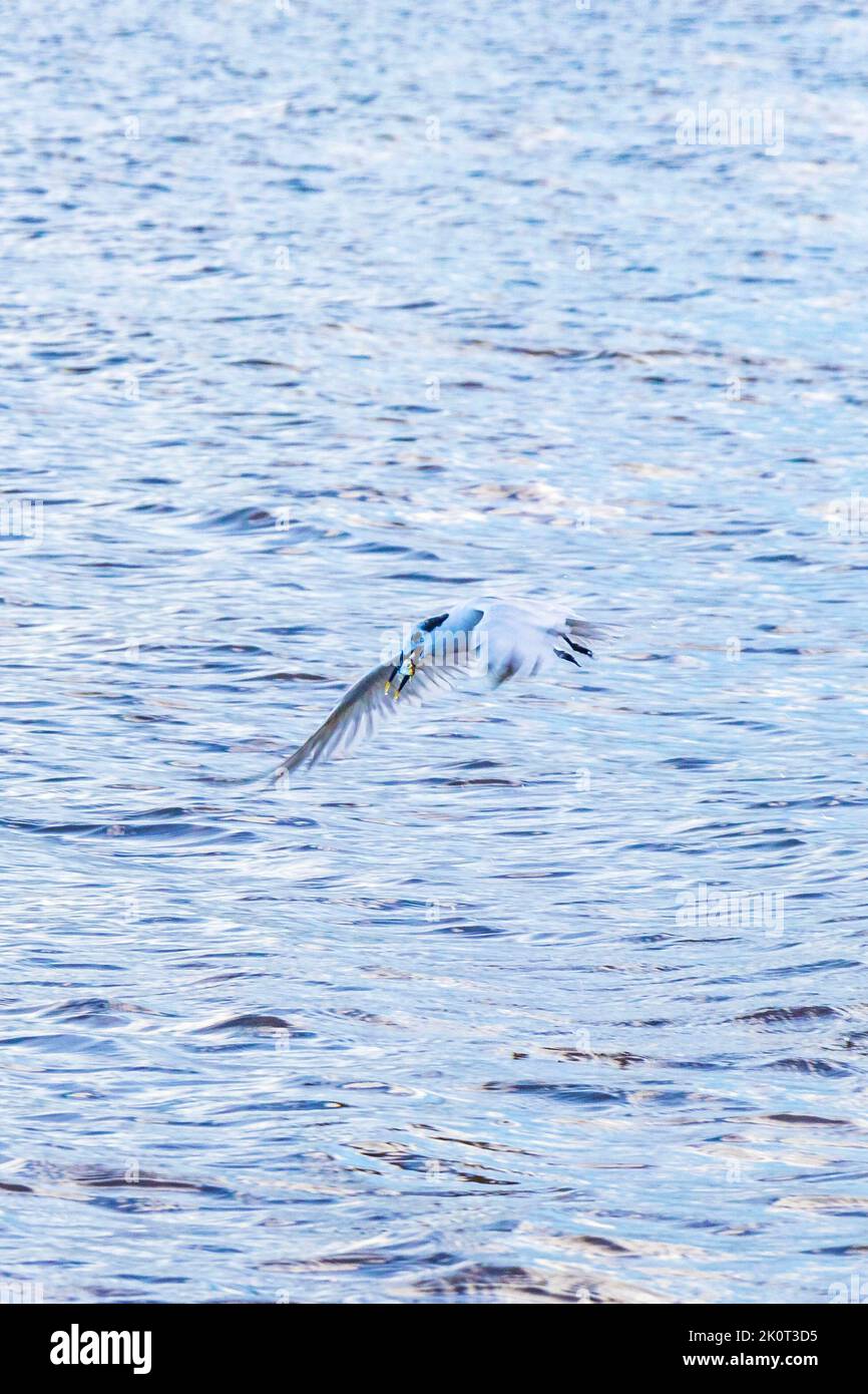 Flying seagull bird is catching food fish out of the water with blue ...