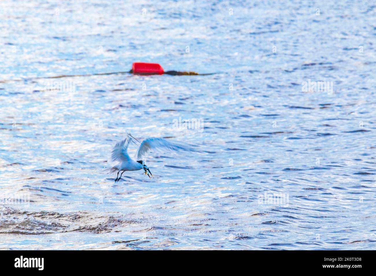 Flying seagull bird is catching food fish out of the water with blue ...