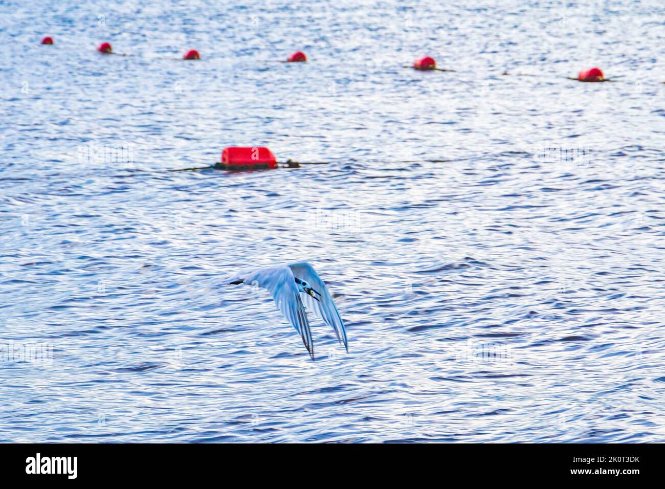 Flying seagull bird is catching food fish out of the water with blue ...