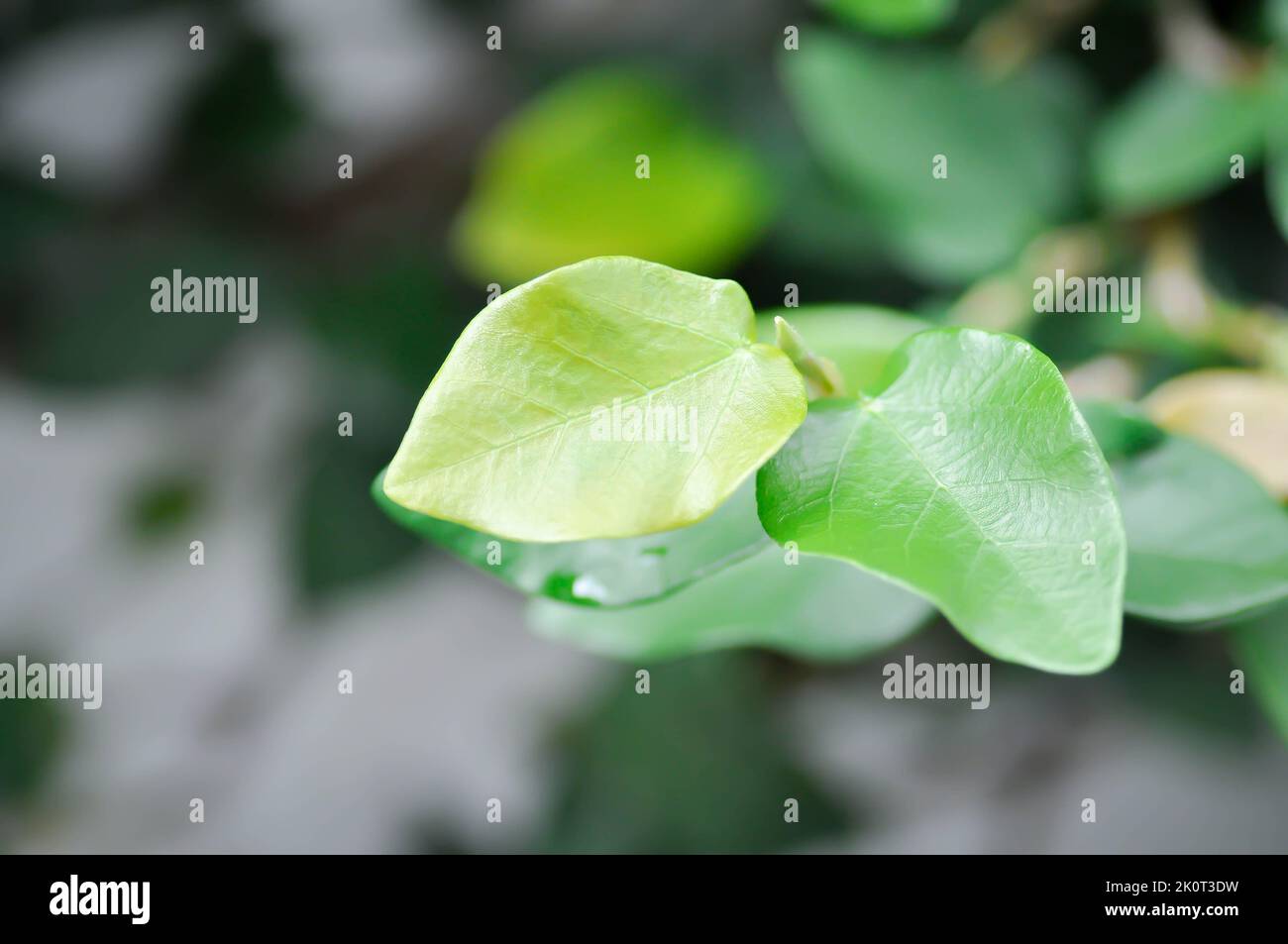 ficus pumila or climbing fig plant Stock Photo - Alamy