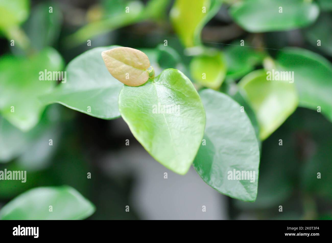 ficus pumila or climbing fig plant Stock Photo - Alamy