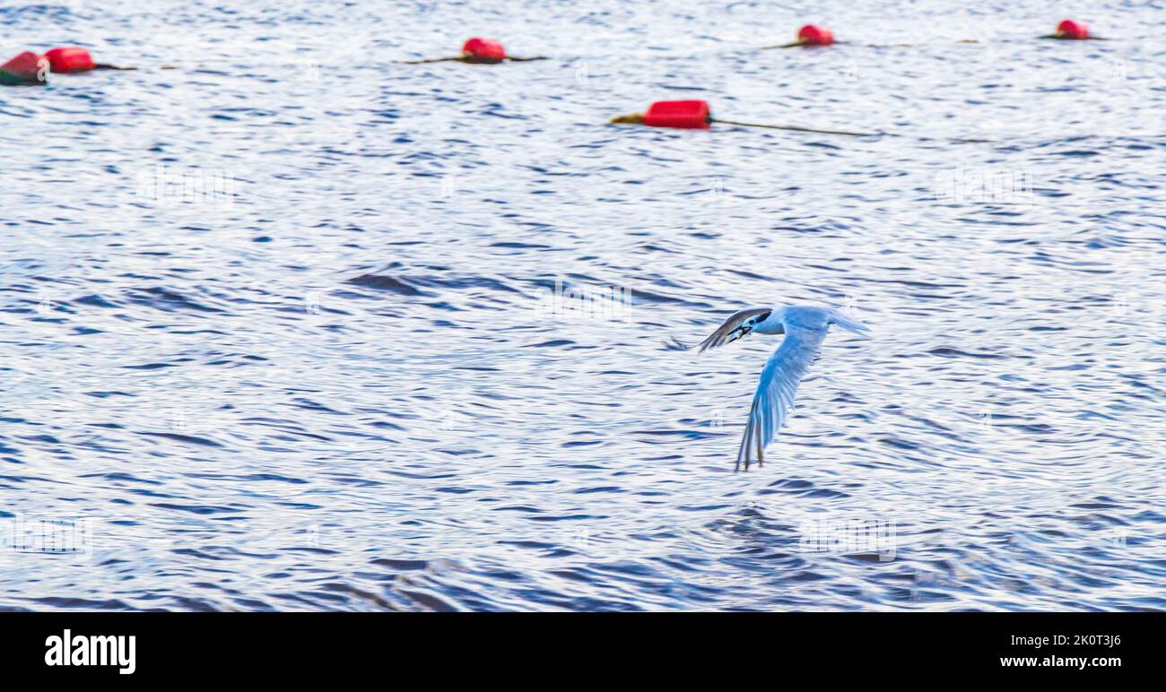 Flying seagull bird is catching food fish out of the water with blue ...