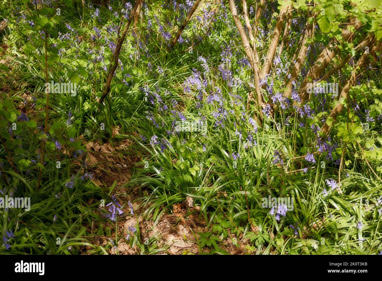 Natural environmental portrait of common Bluebells in an English ...