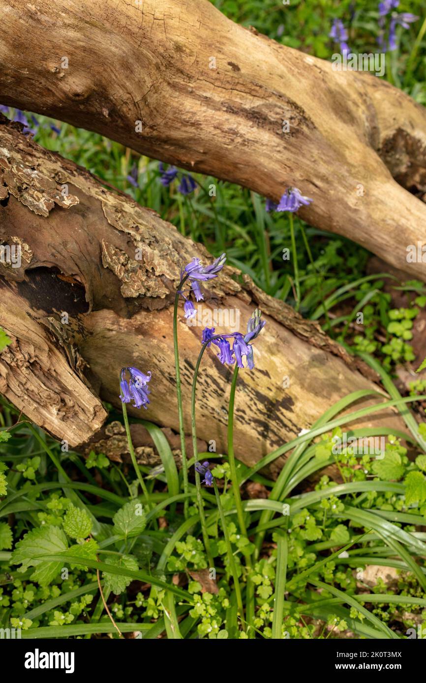 Natural environmental portrait of common Bluebells in an English ...