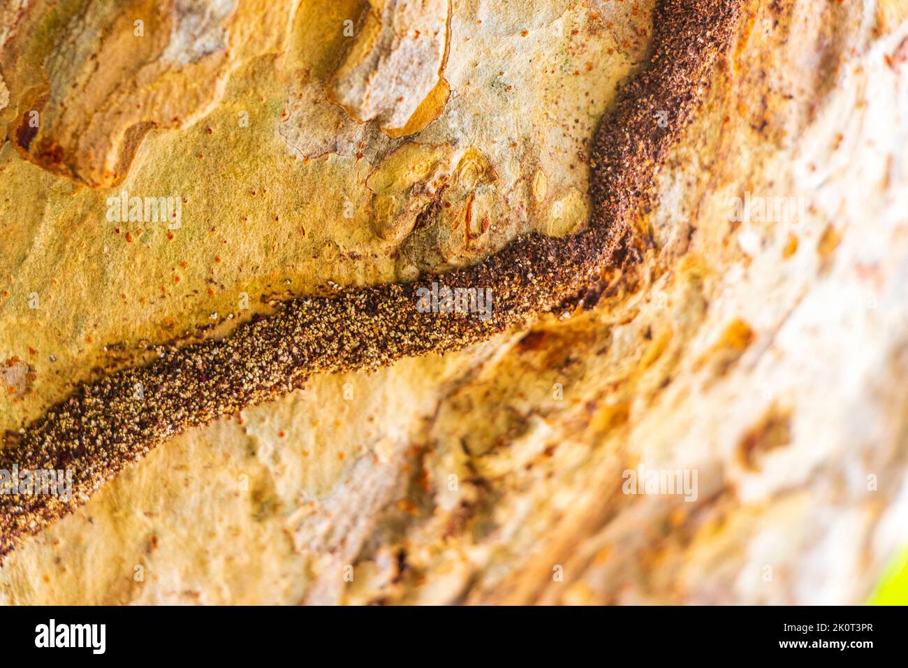 Ants and termites in the jungle hi-res stock photography and images - Alamy