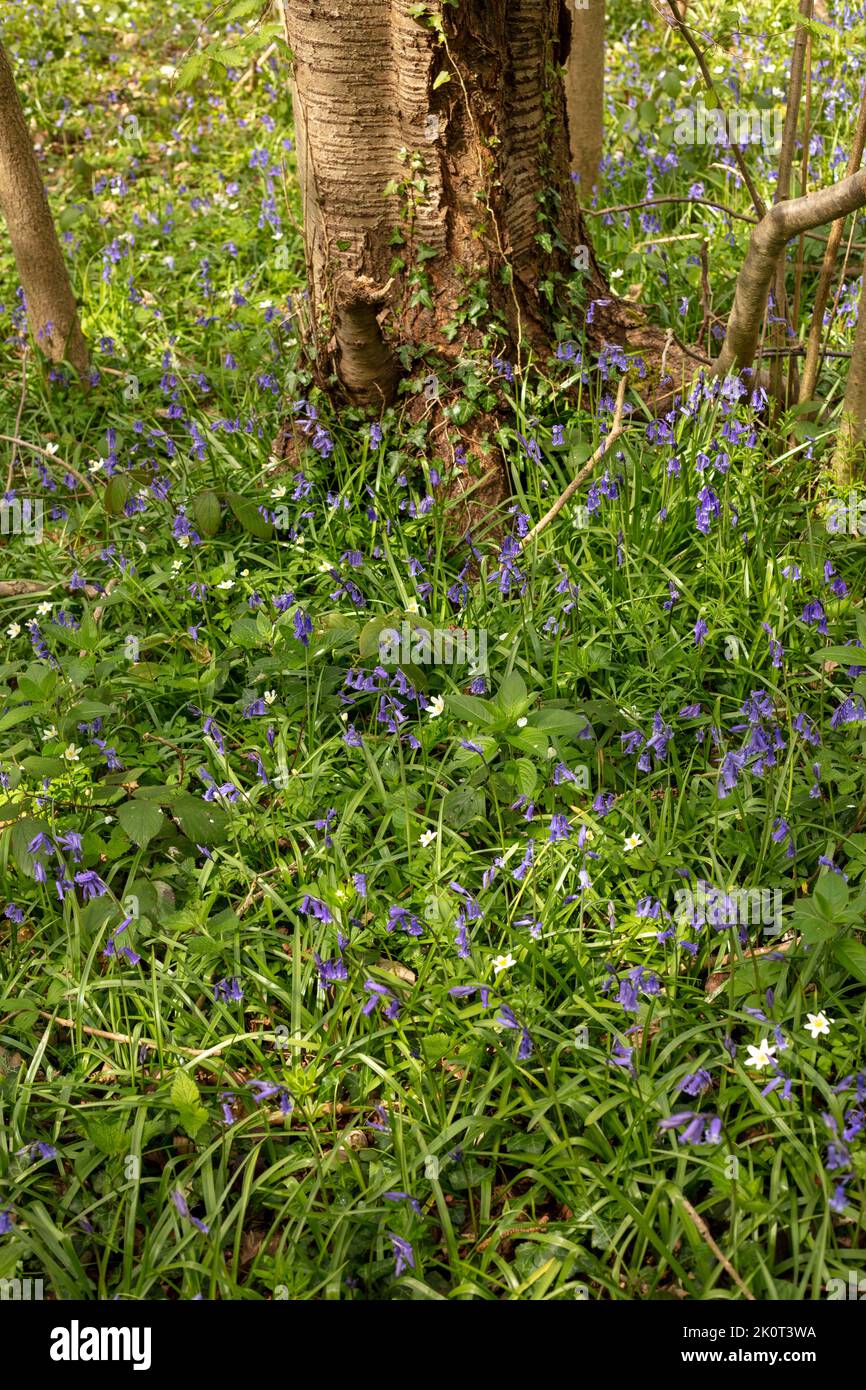Natural environmental portrait of common Bluebells in an English ...