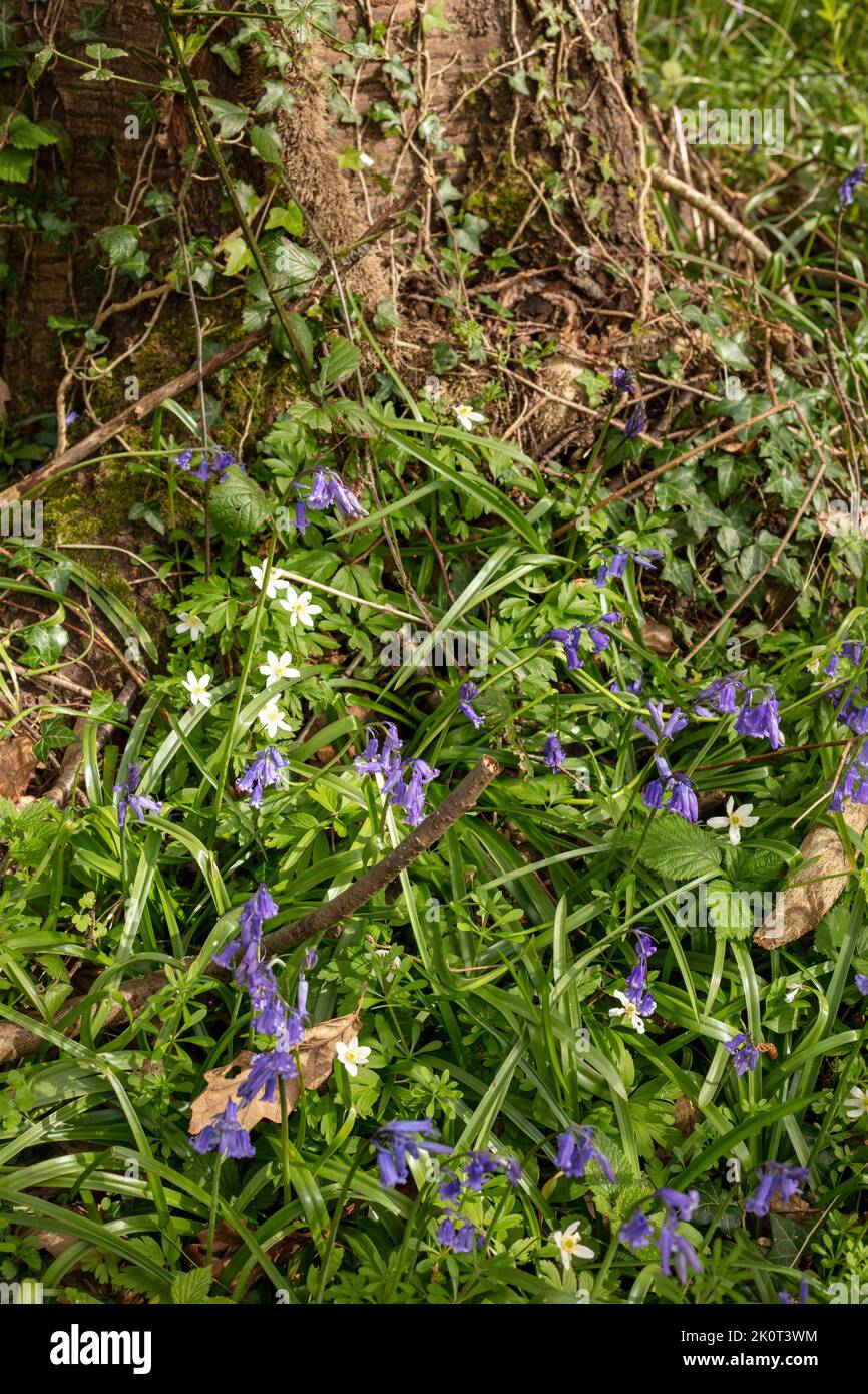 Natural environmental portrait of common Bluebells in an English ...