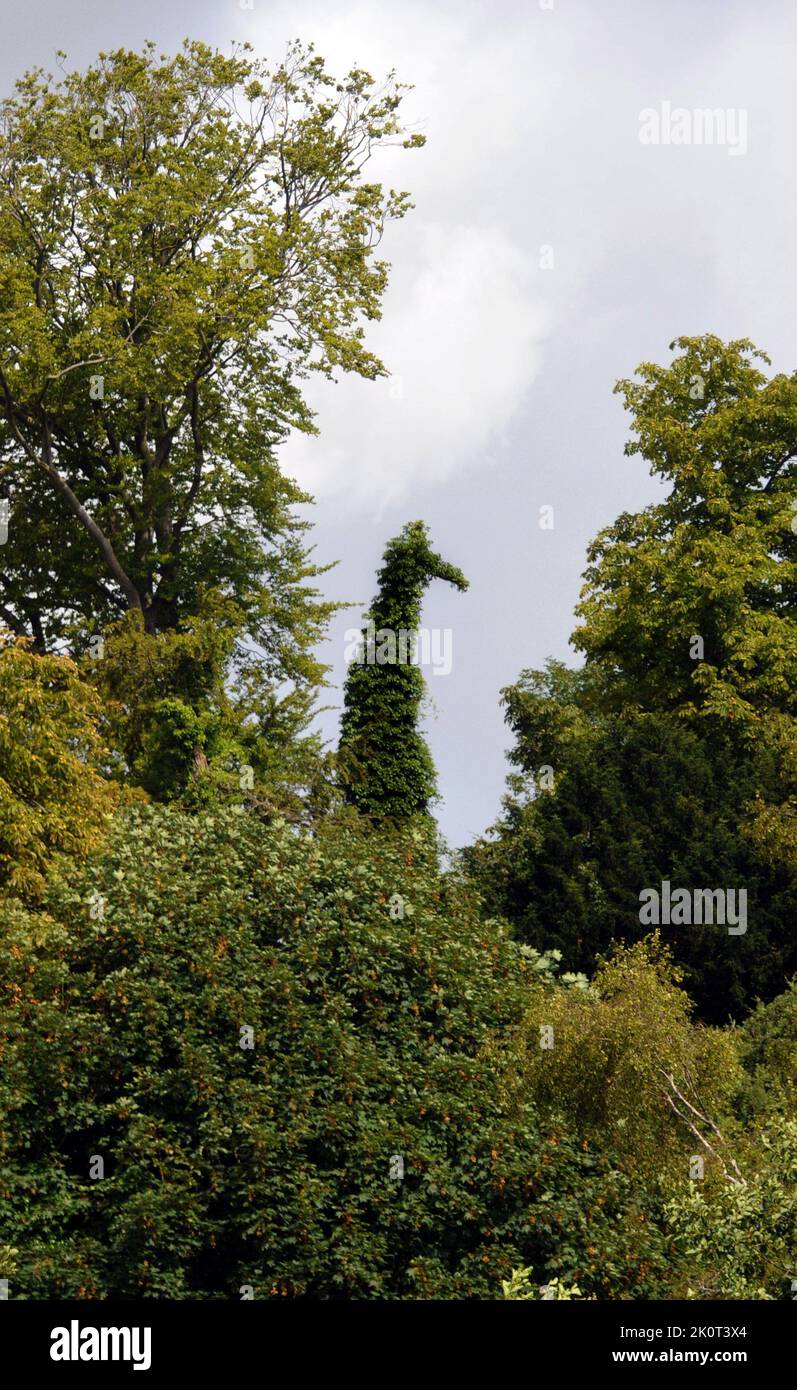 Bird yew tree hi-res stock photography and images - Alamy