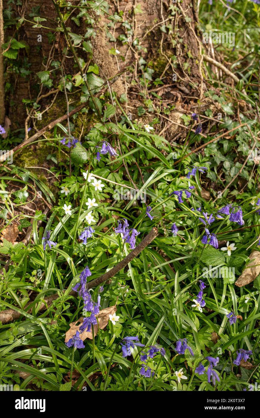Natural environmental portrait of common Bluebells in an English ...