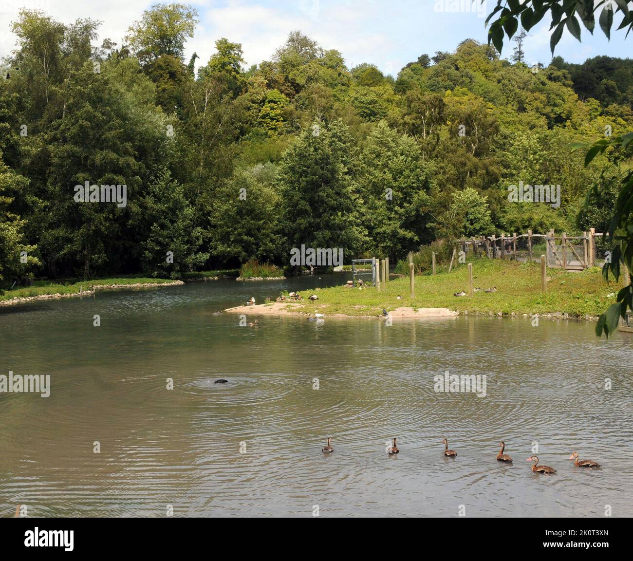 Bird yew tree hi-res stock photography and images - Alamy