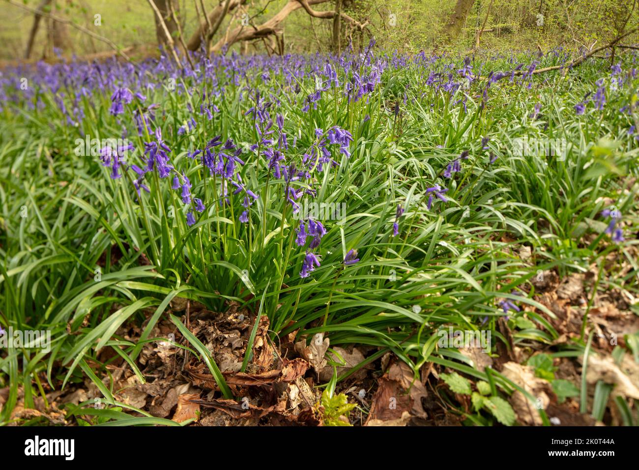 Natural environmental portrait of common Bluebells in an English ...