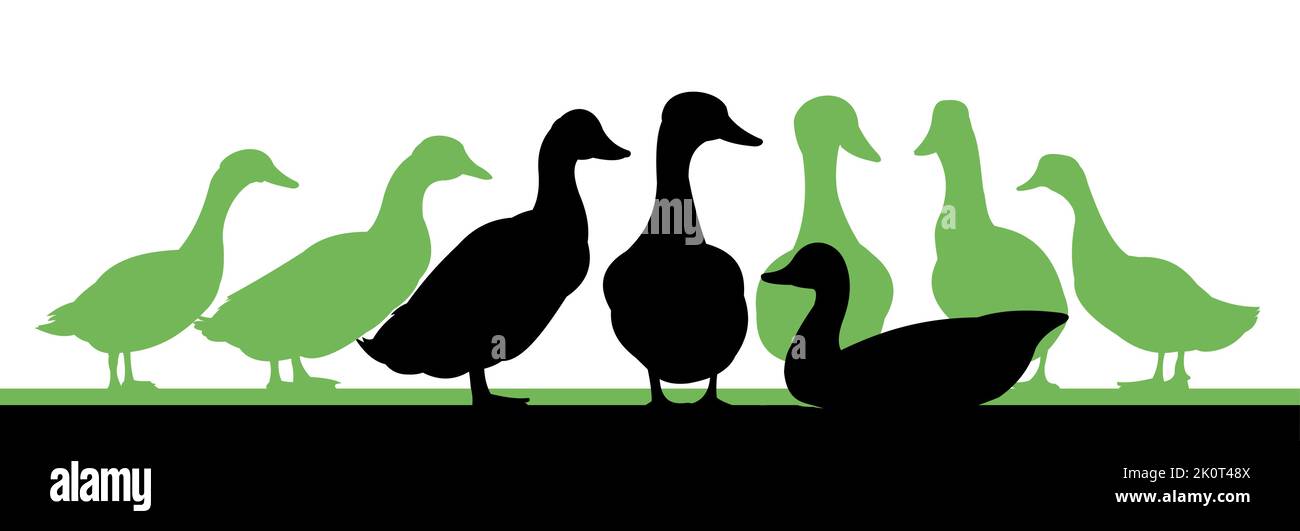 Ducks graze in pasture. Picture silhouette. Farm pets. Domestic poultry ...