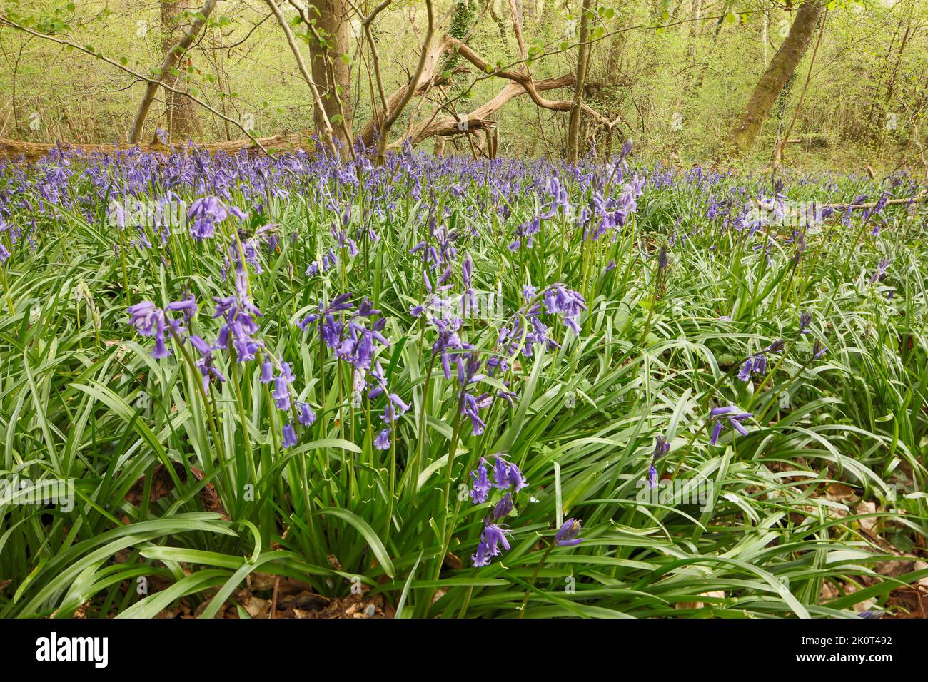 Natural environmental portrait of common Bluebells in an English ...