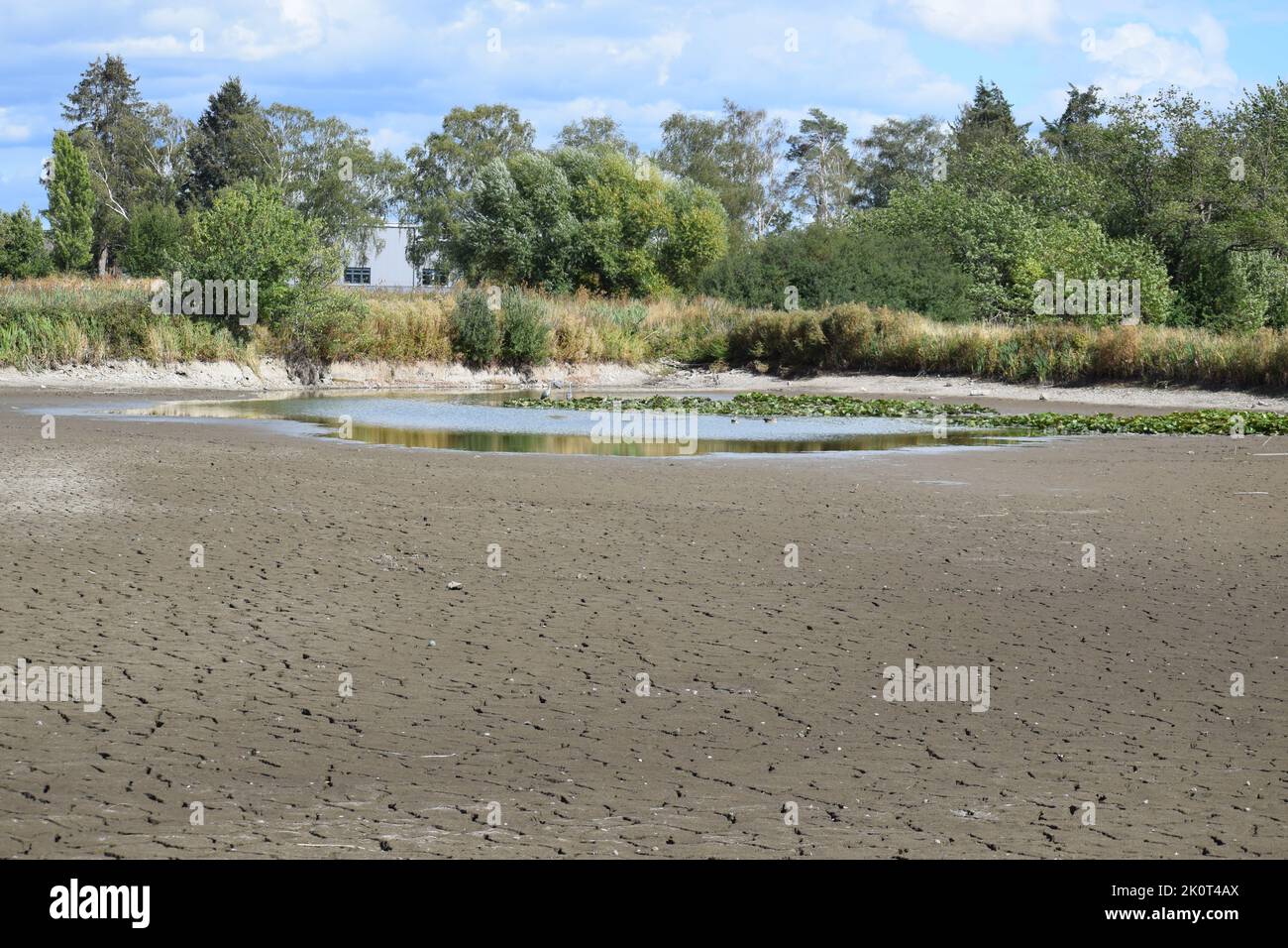 dry swamp lake during the drought 2022 Stock Photo - Alamy