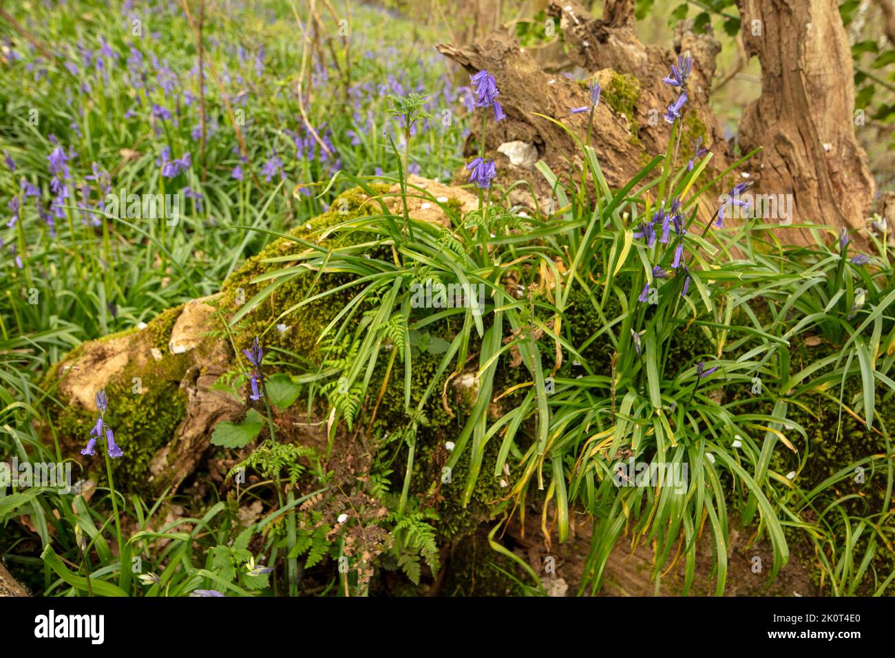 Natural environmental portrait of common Bluebells in an English ...