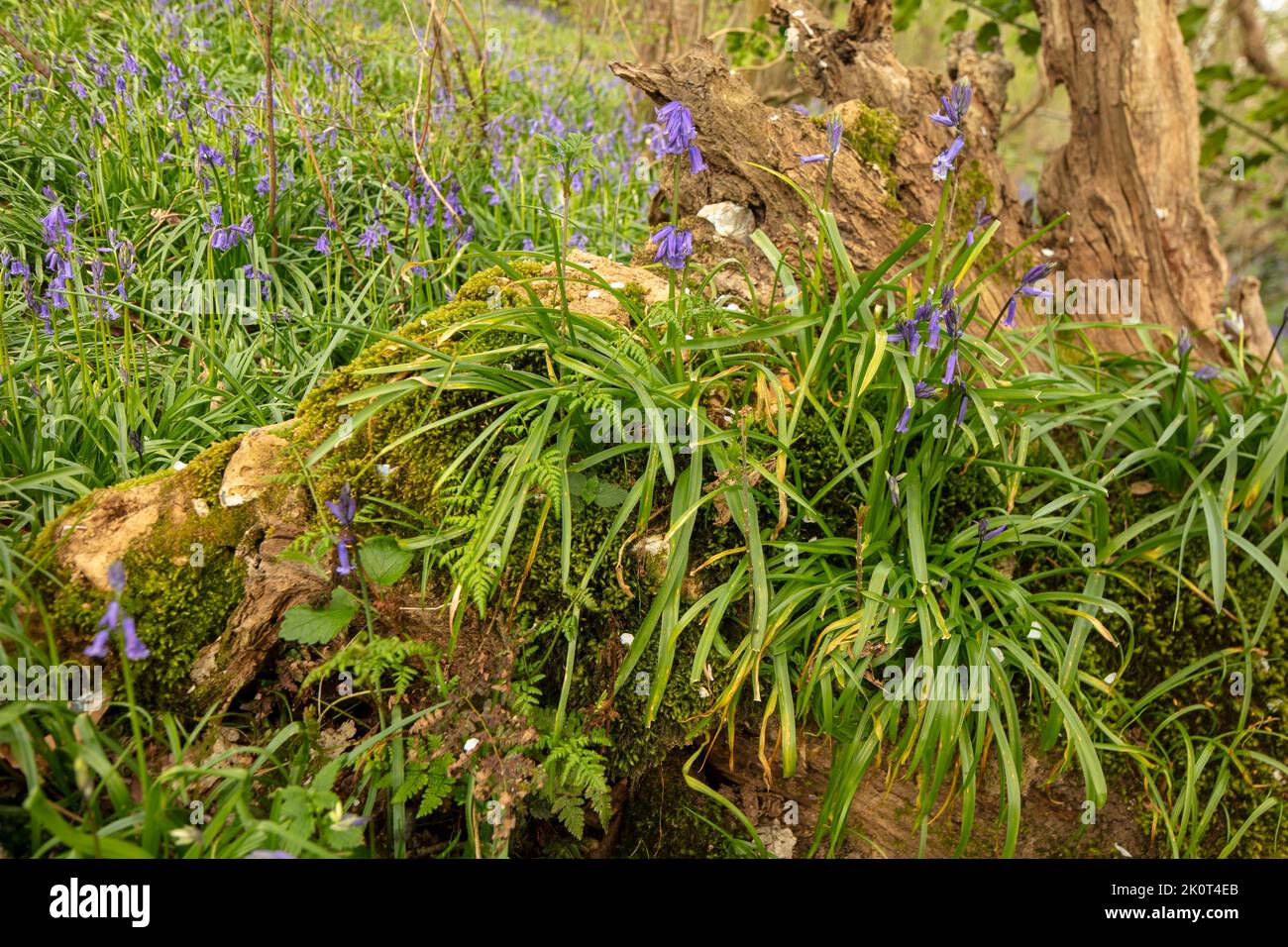 Natural environmental portrait of common Bluebells in an English ...
