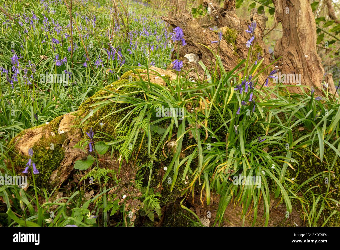 Natural environmental portrait of common Bluebells in an English ...