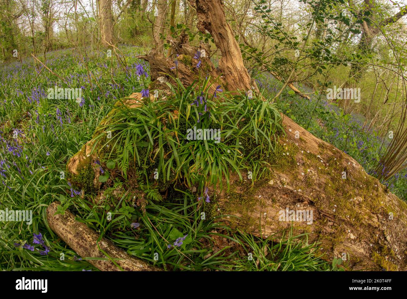 Natural environmental portrait of common Bluebells in an English ...