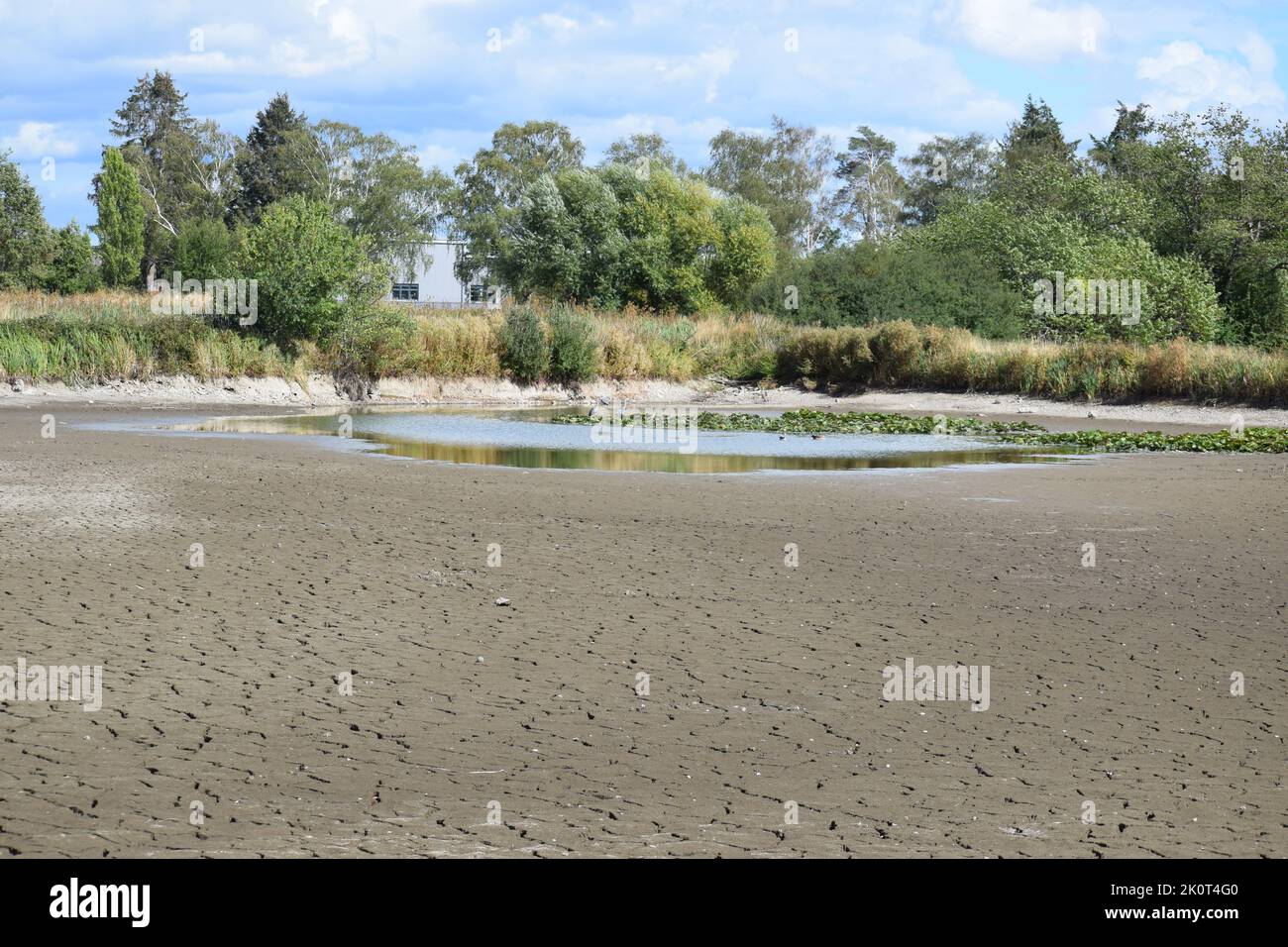 dry swamp lake during the drought 2022 Stock Photo - Alamy